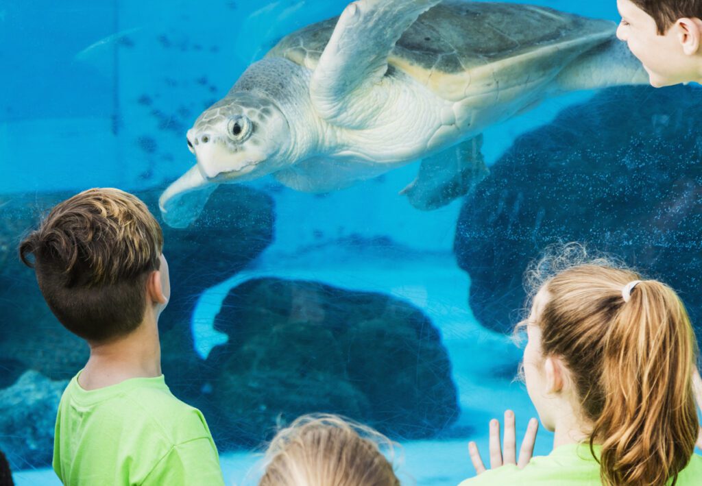 5 Things Kids Can Do to Protect the Oceans [World Oceans Day]